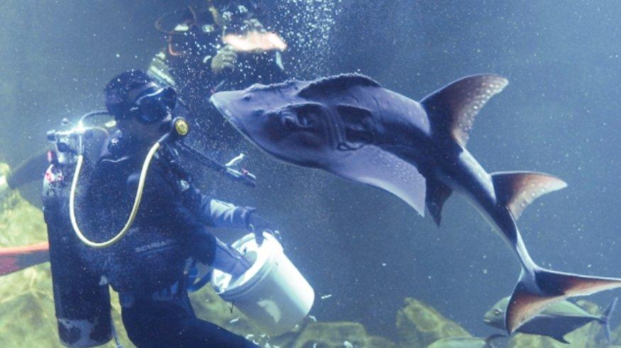 Harga Tiket Masuk Aquarium Indonesia Pangandaran untuk Libur Sekolah ...