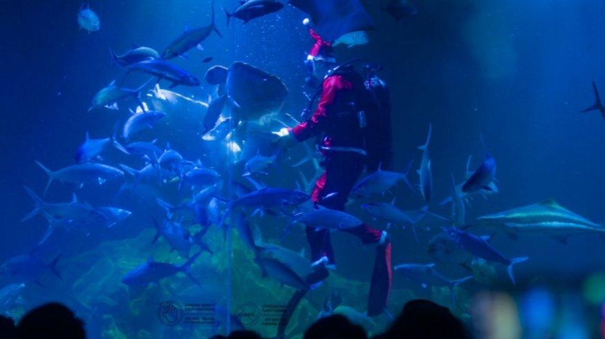Harga Tiket Masuk Aquarium Indonesia Pangandaran untuk Libur Sekolah ...