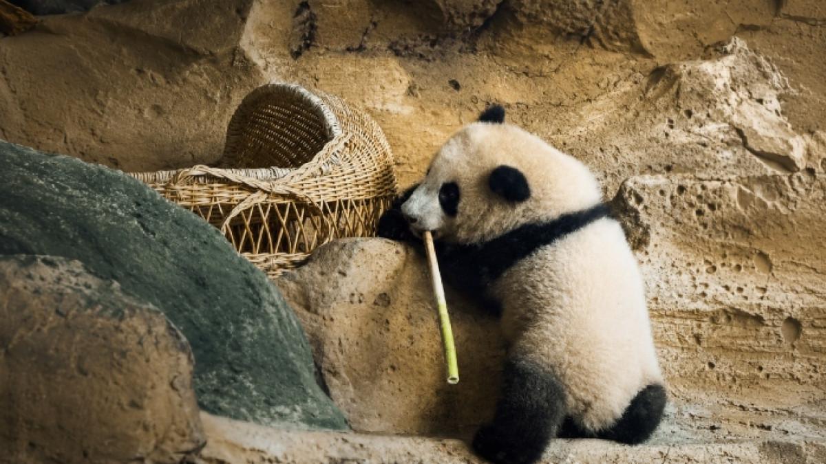 Harga Tiket Masuk Taman Safari Bogor, Tempat Ketemu Panda Rio yang ...