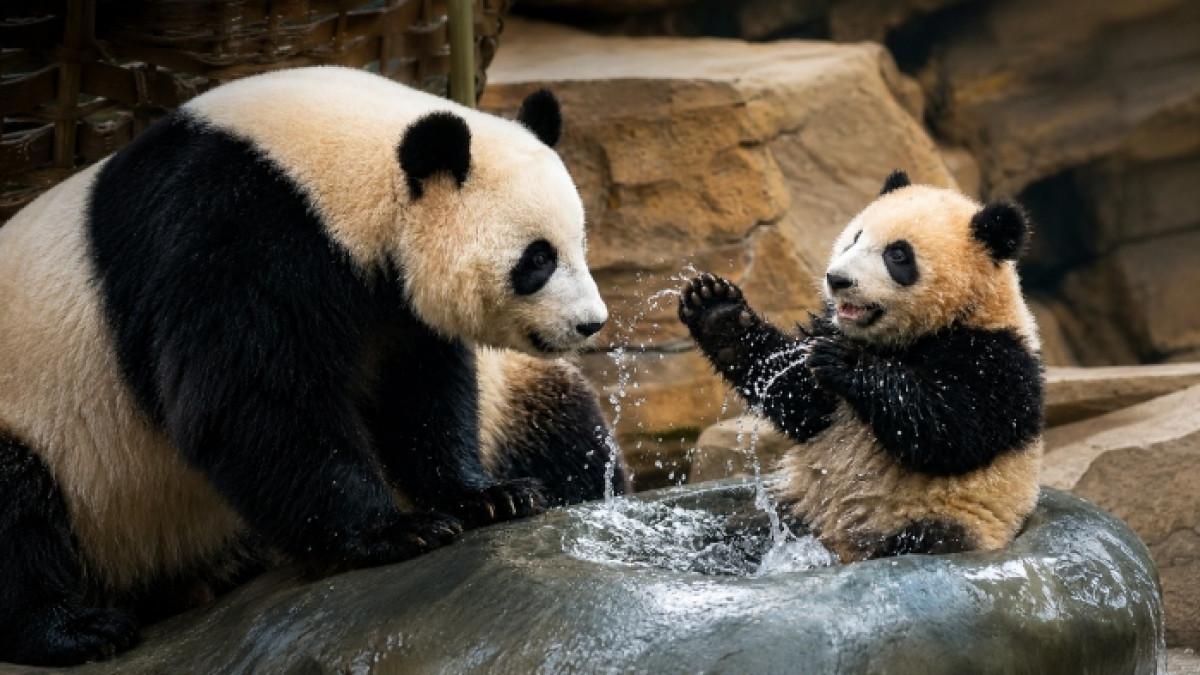 Harga Tiket Masuk Taman Safari Bogor, Tempat Ketemu Panda Rio yang ...