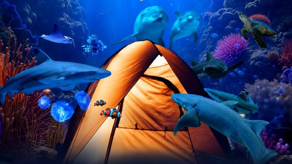 Anak Bisa Camping Semalam di Sea World Ancol 2026, Cek Harga dan ...
