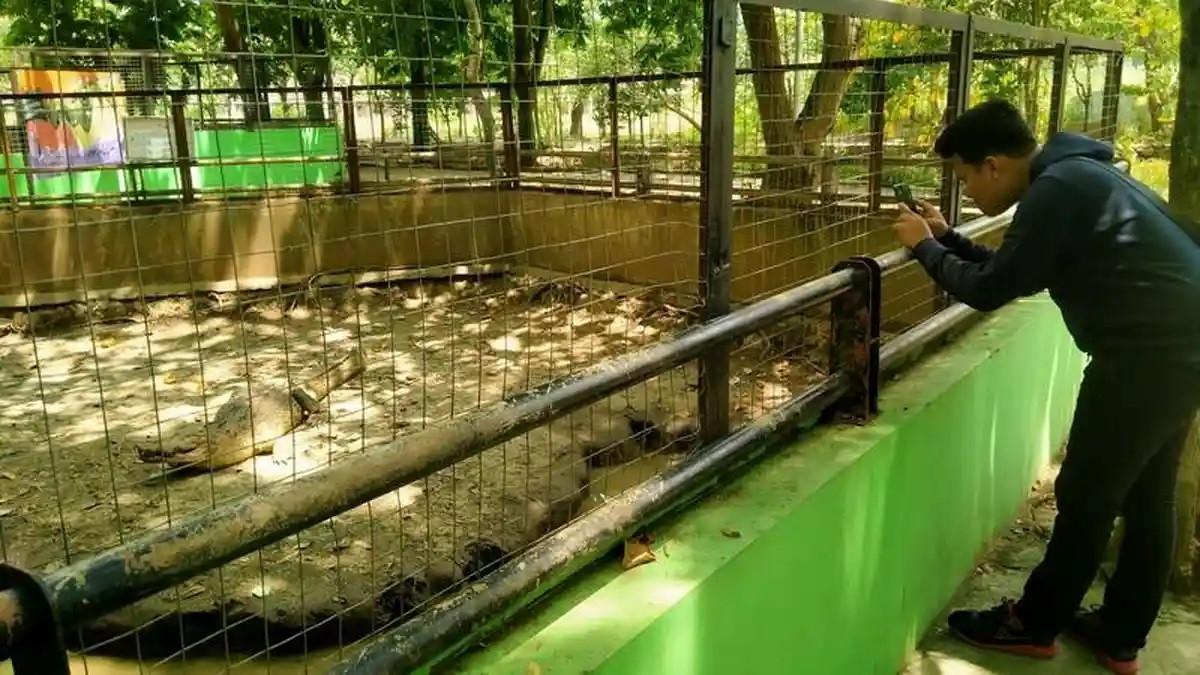 Harga Tiket Semarang Zoo Juni 2026 untuk Libur Sekolah, Ada Animal Show ...