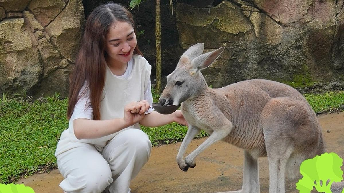 Harga Tiket Taman Safari Prigen Pasuruan Mei 2026, Ada Paket Night ...
