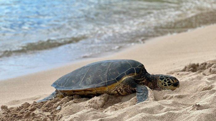 Harga Tiket Masuk Kolam Penyu Uisimu di Pulau Semau, Kupang, Nusa ...