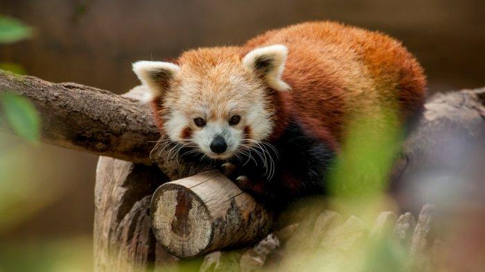 Jatim Park 2 di Kota Batu, Jawa Timur Akan Hadirkan Red Panda dan ...