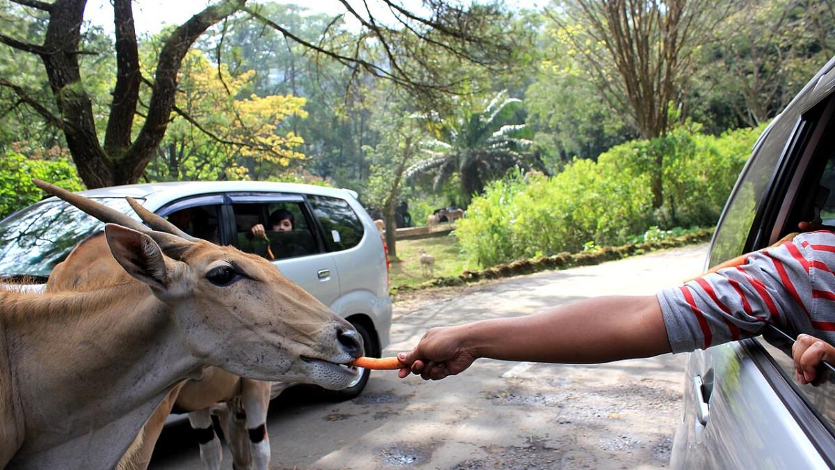 Tiket Masuk Taman Safari Bogor Terbaru Maret 2026, Cek Rute dari ...