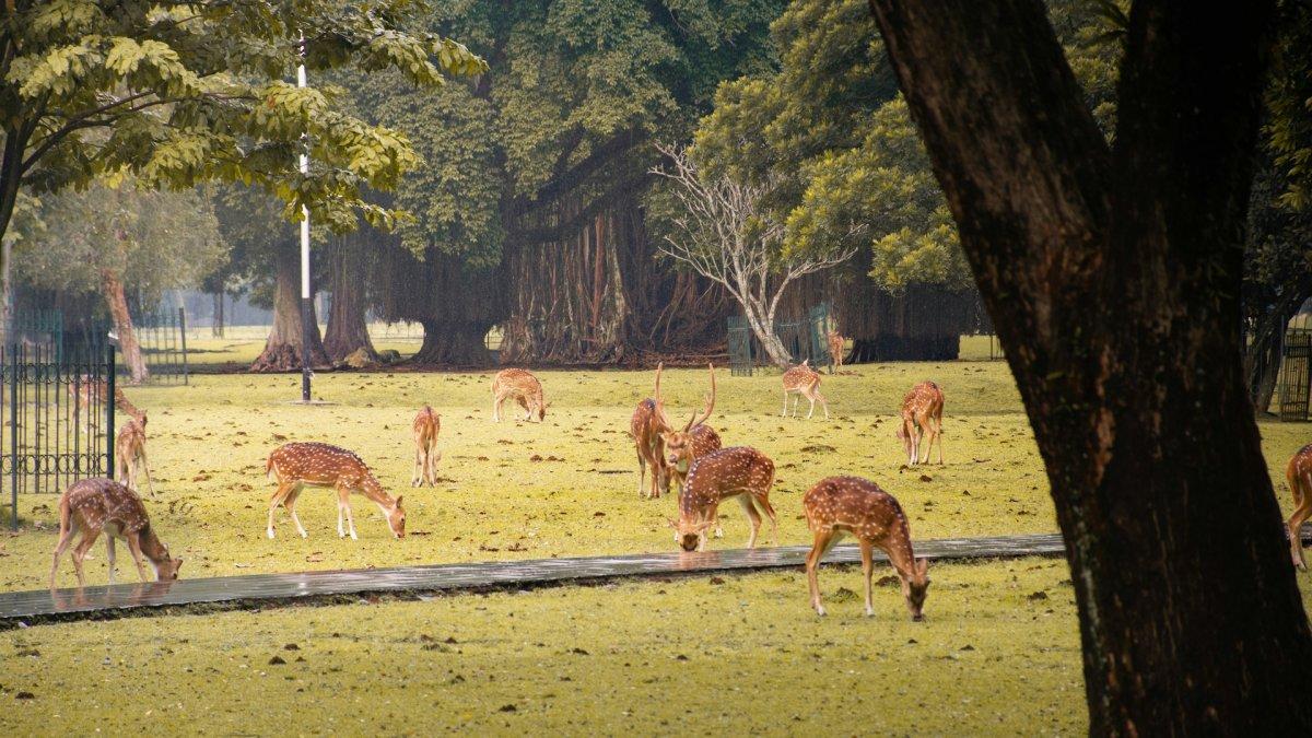Harga Tiket Kebun Raya Bogor Juni 2026, Ada Promo Spesial dan Wahana ...