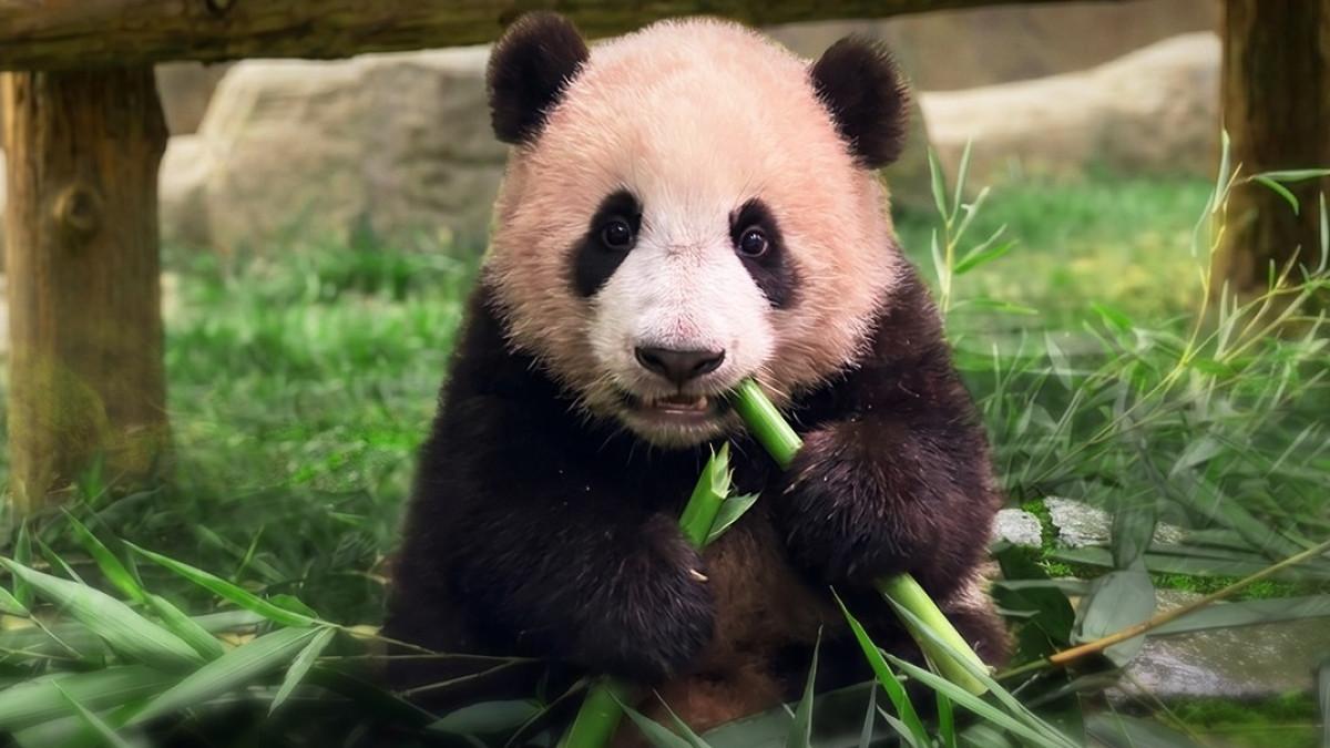 Berita Panda Rio Terbaru Hari Ini - Tribun Travel