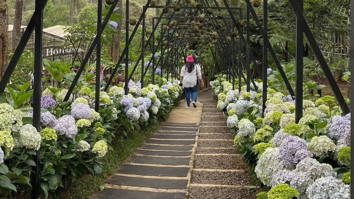 Harga Tiket Orchid Forest Cikole Lembang Mei 2026, Ada Wood Bridge ...