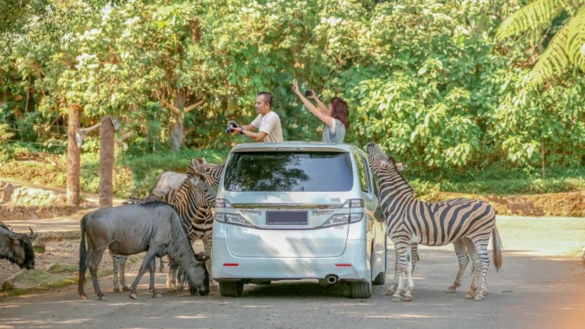 Harga Tiket Masuk Taman Safari Bogor dan Safari Malam Favorit Wisatawan ...