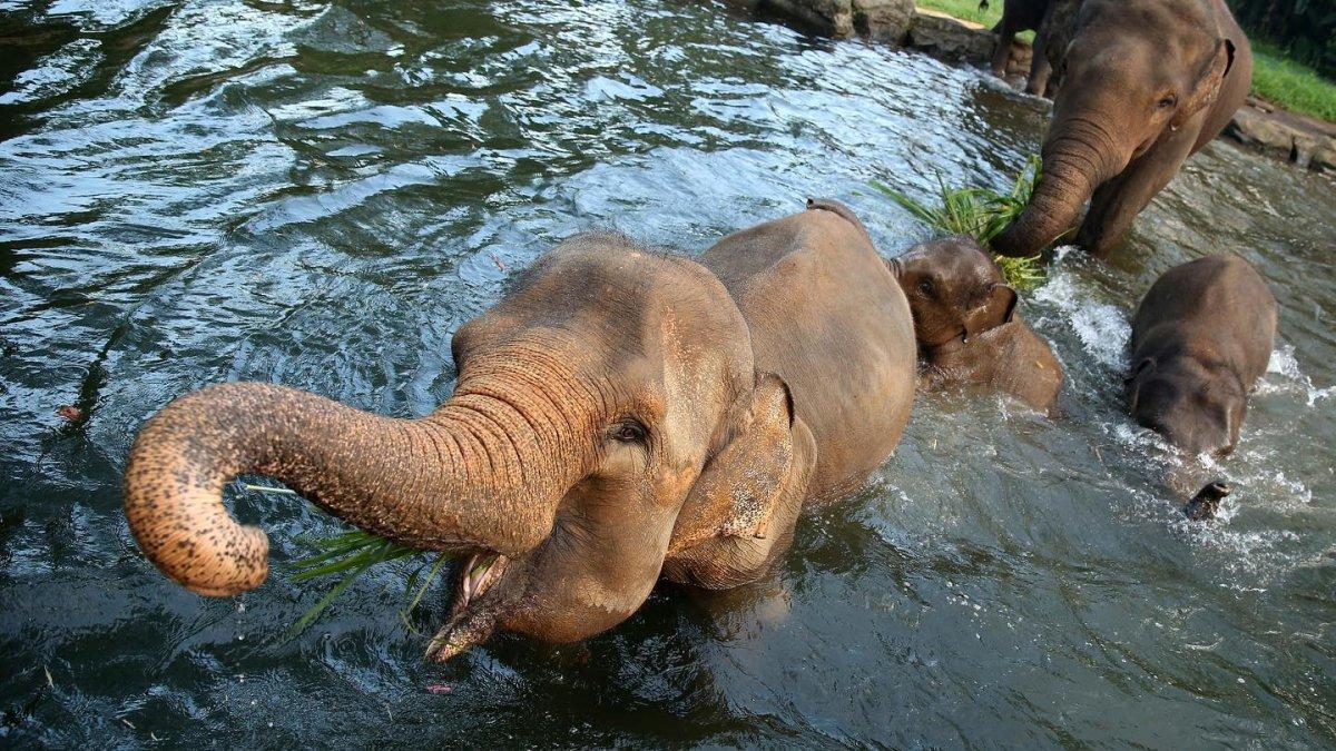 Harga Tiket Masuk Taman Safari Bogor Terbaru November 2025 Buat Liburan ...