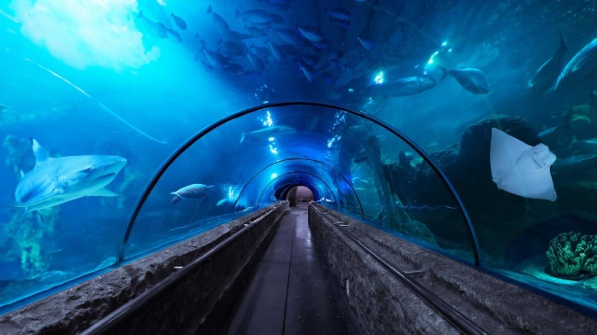 Promo Harga Tiket Masuk Sea World Ancol Spesial HUT ke-499 Jakarta ...