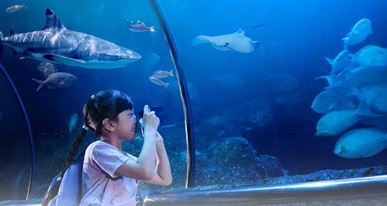 Anak Bisa Camping Semalam di Sea World Ancol 2026, Cek Harga dan ...