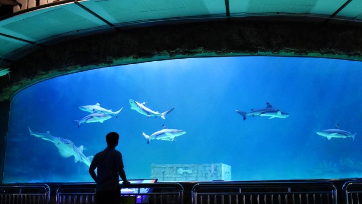 Anak Bisa Camping Semalam di Sea World Ancol 2026, Cek Harga dan ...