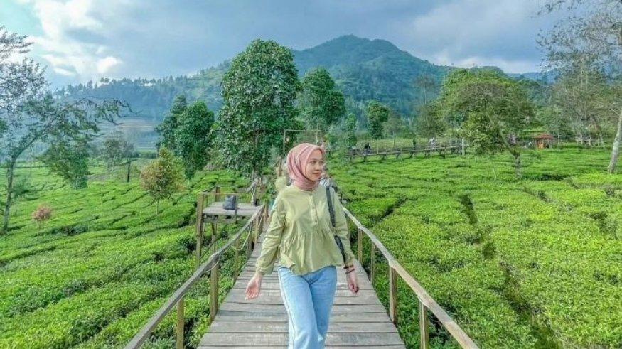 Kebun Teh Tambi Wonosobo: Lokasi, Daya Tarik, Harga Tiket Masuk, dan ...