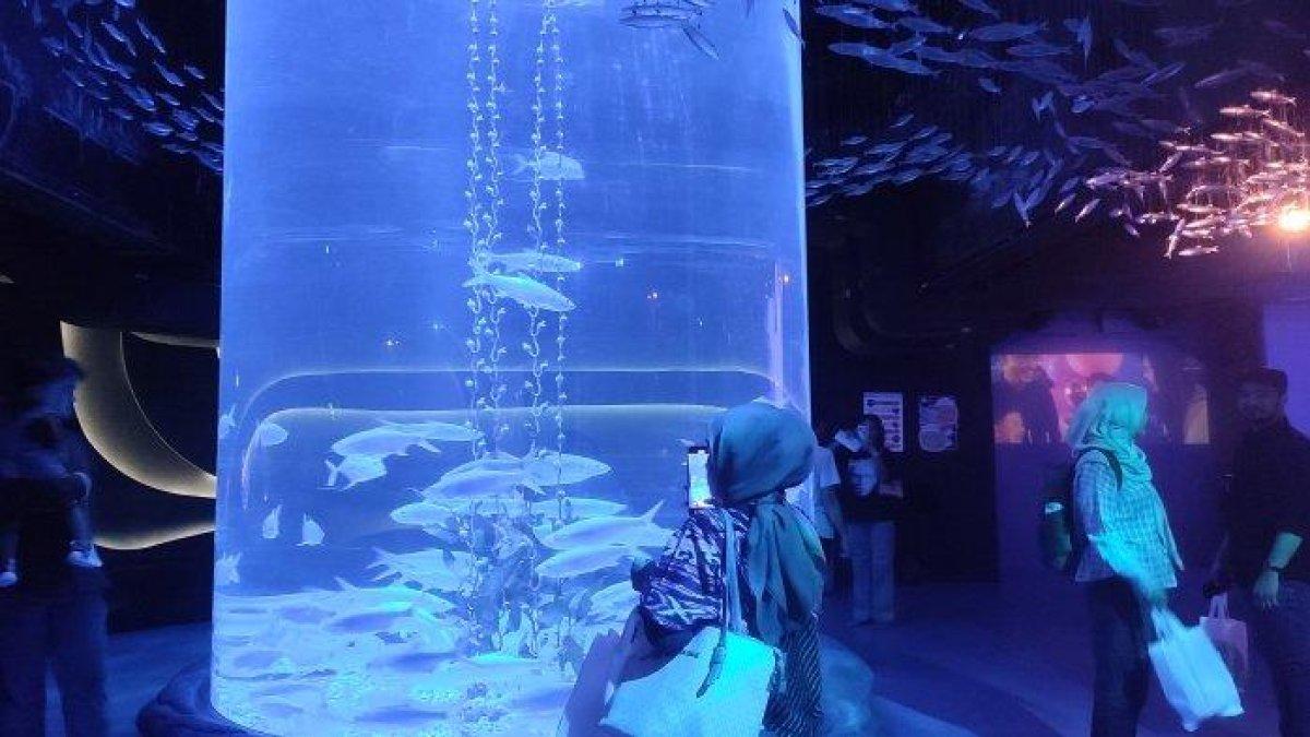 Harga Tiket Masuk Jakarta Aquarium Safari Maret 2026, Diskon 30 Persen ...