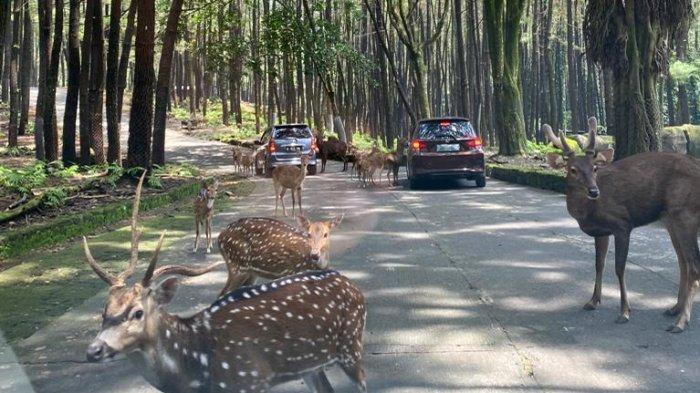 Harga Tiket Taman Safari Prigen Pasuruan Mei 2026, Ada Paket Night ...