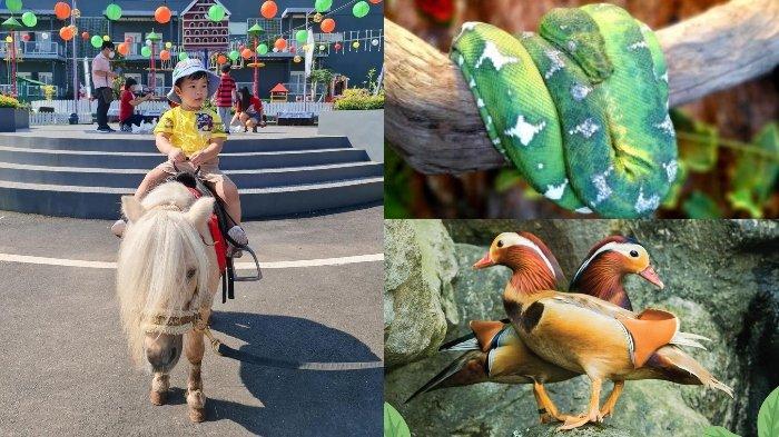 Harga Tiket Masuk Suraloka Zoo, Tempat Wisata Interaktif di Kaliurang ...